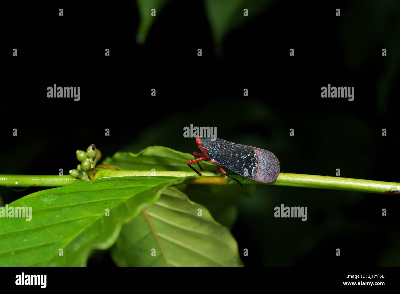 close-up of Kalidasa (planthopper) insect on green leaf of a raining ...