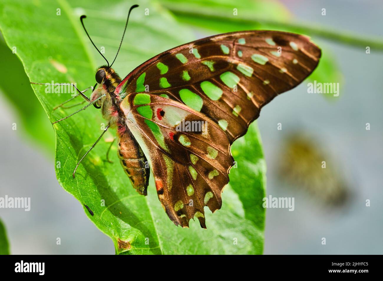 Brown butterfly with green spots on leaf Stock Photo - Alamy