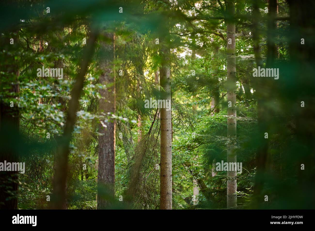 The forest in autumn. Scenic view of a nature setting in a sunlit ...