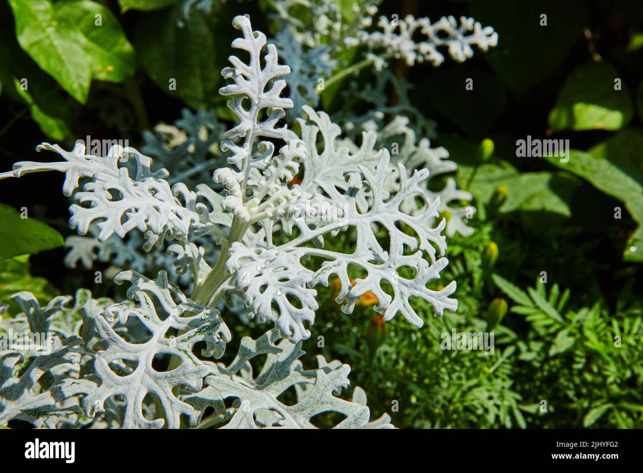 Light green plant hi-res stock photography and images - Alamy