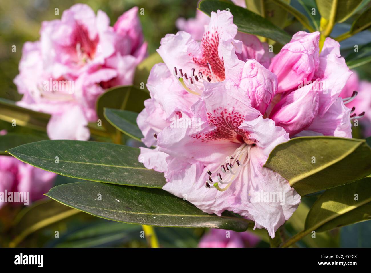 Rhododendron Hybrid Belami (Rhododendron hybrid), close up of the ...