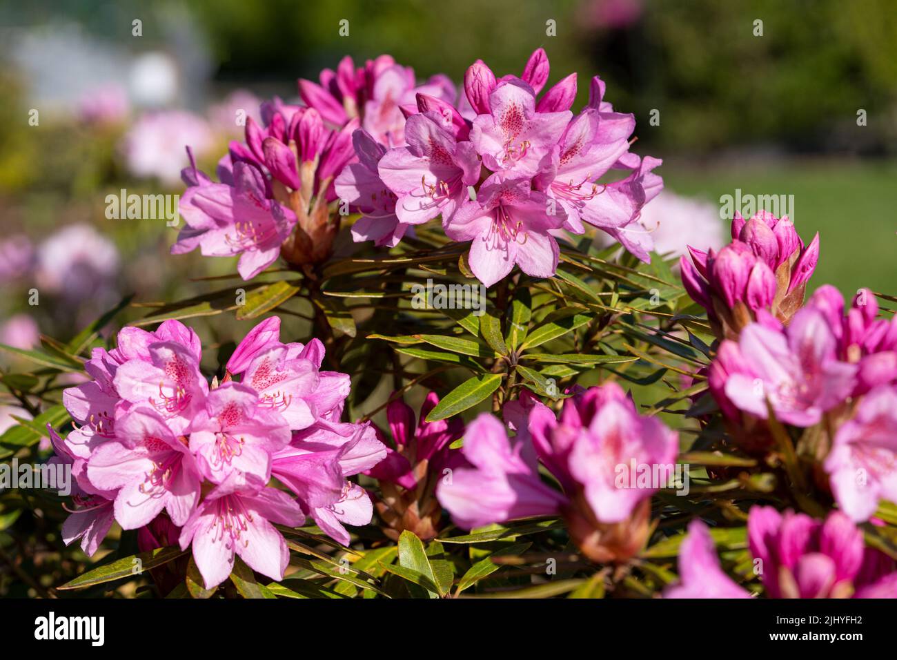 Rhododendron Hybrid (Rhododendron hybrid), close up of the flower head ...