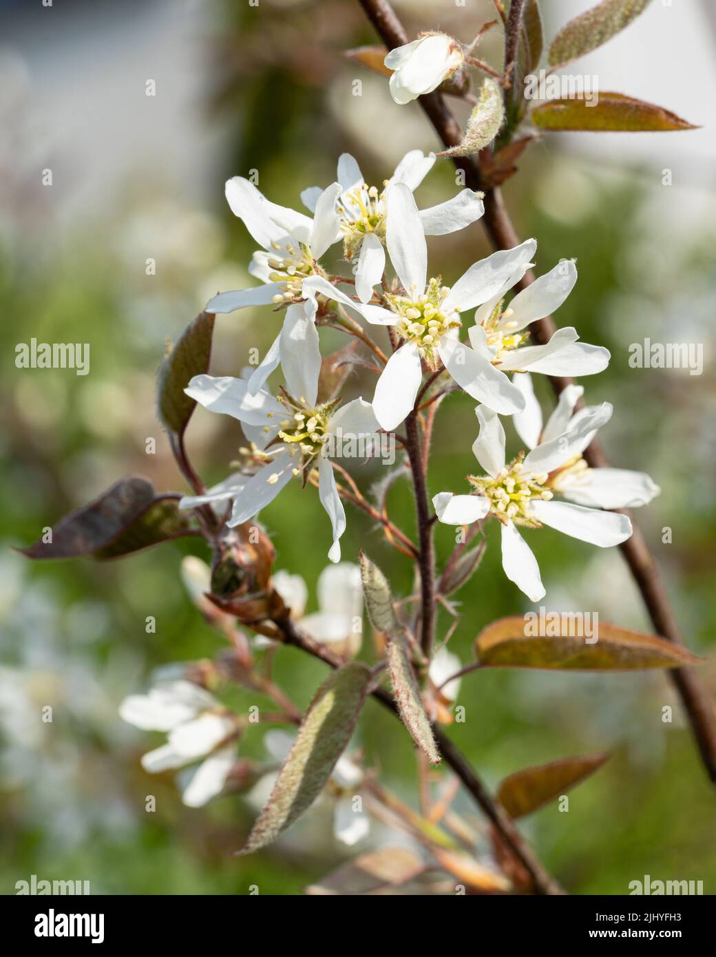 Juneberry (Amelanchier lamarckii), blooms of springtime Stock Photo - Alamy