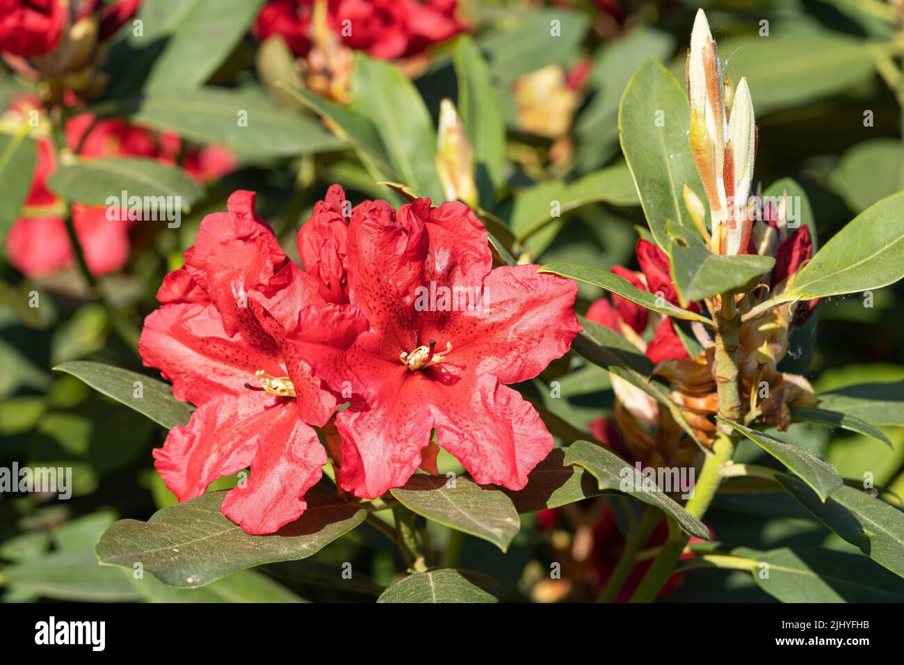 Rhododendron Hybrid (Rhododendron hybrid), close up of the flower head ...