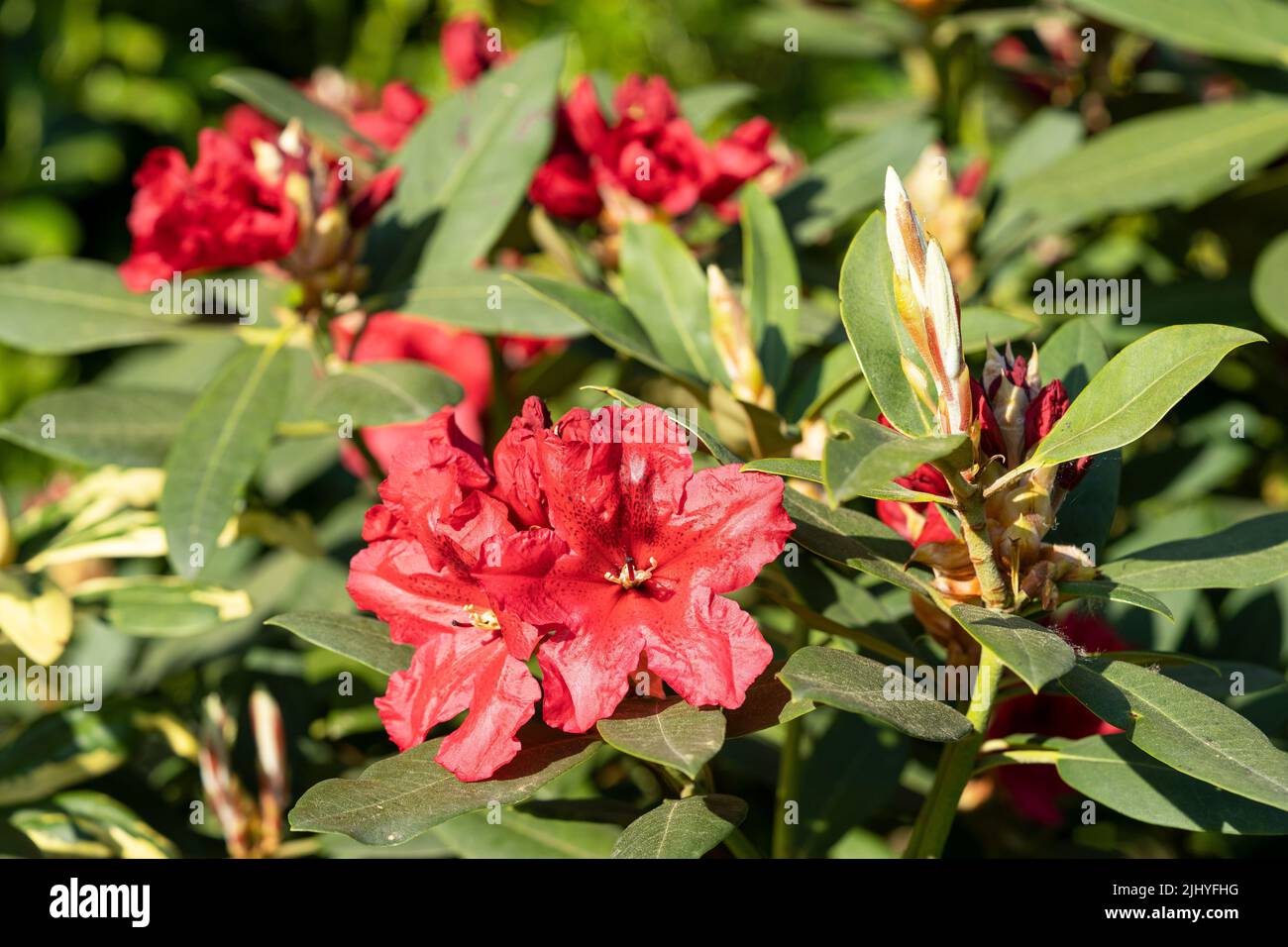 Rhododendron Hybrid (Rhododendron hybrid), close up of the flower head ...