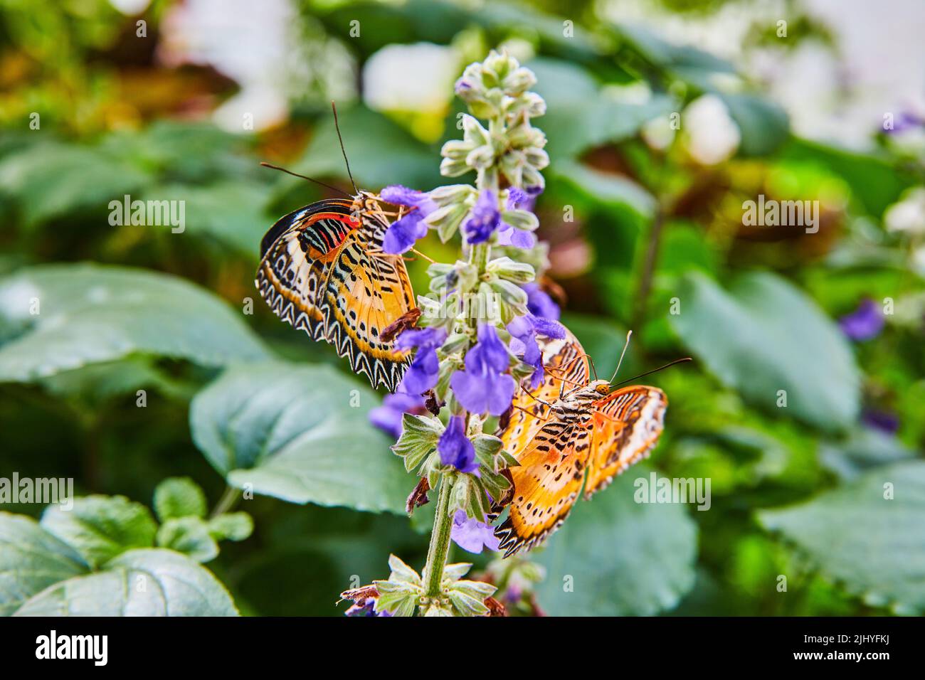 Sharing an insect hi-res stock photography and images - Alamy