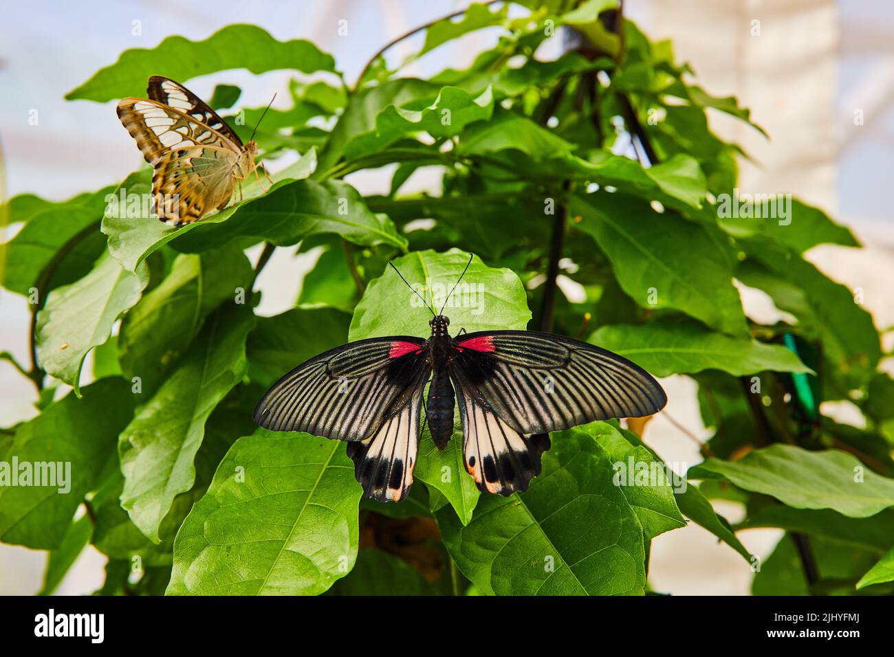 Asian Butterflies