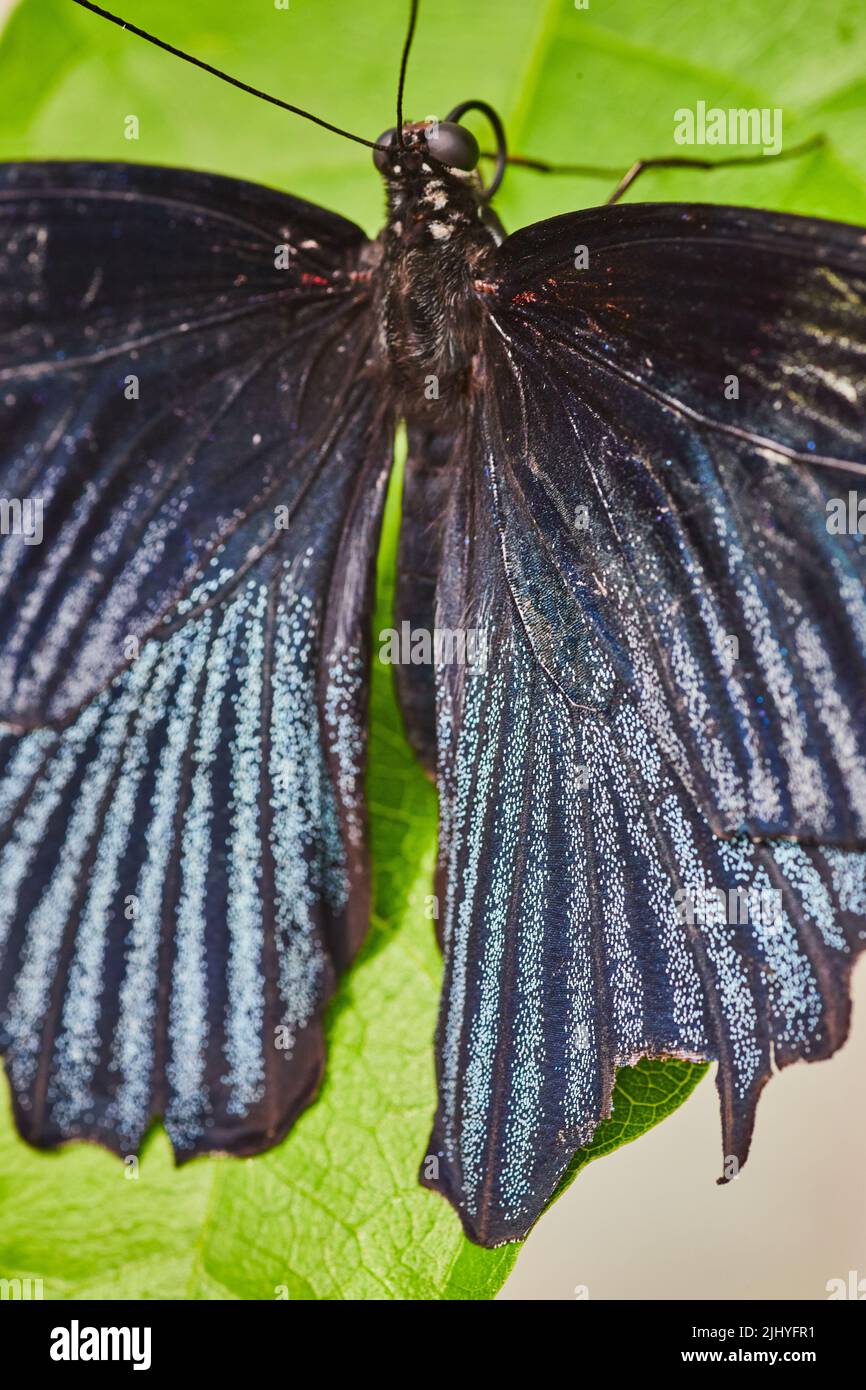 Butterfly begonia hi-res stock photography and images - Alamy