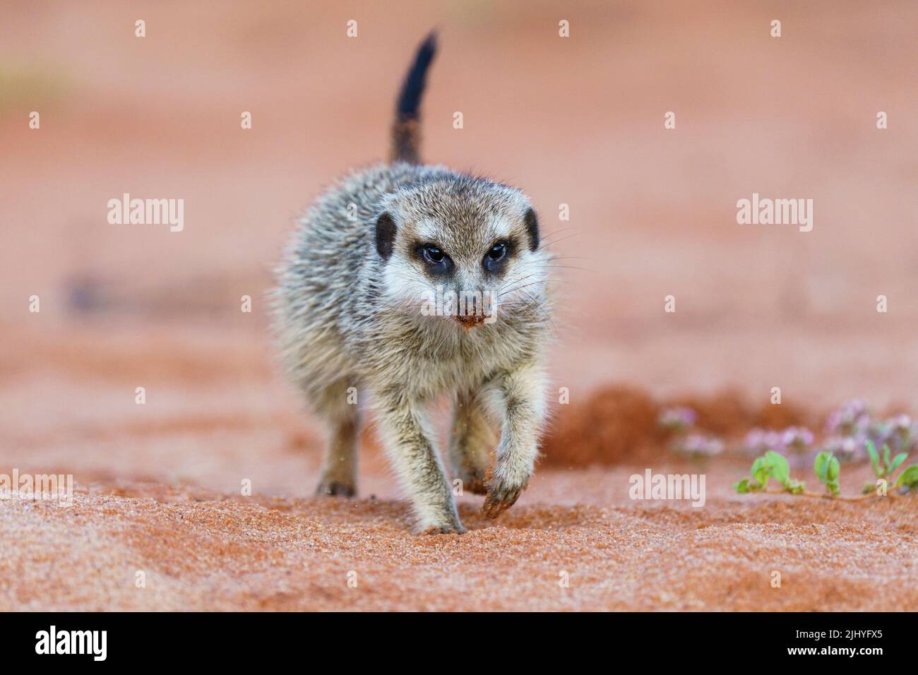 Meerkat baby (Suricata suricatta) walks to camera. Kalahari ...