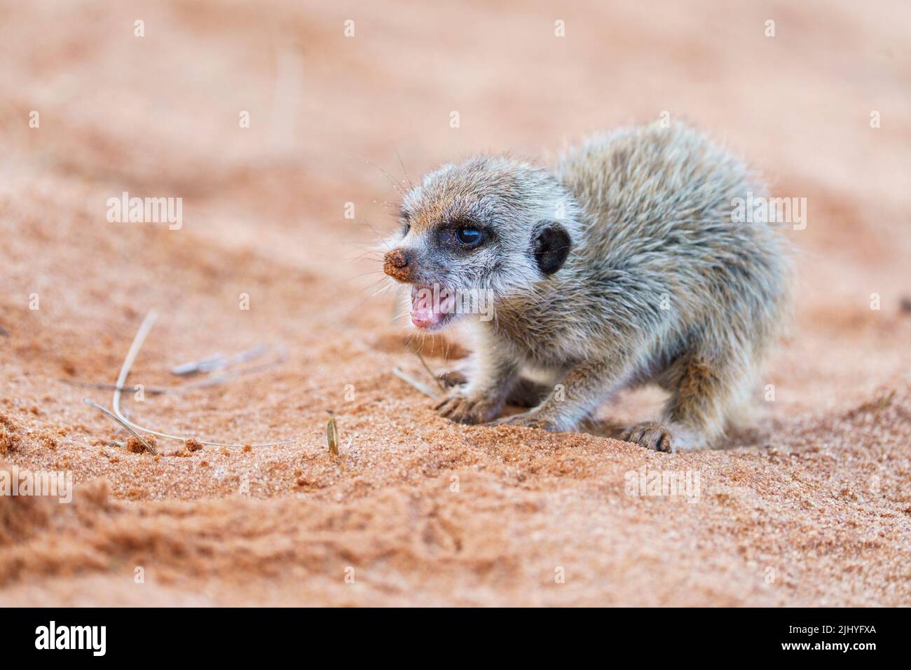 Baby meerkat is chewing a bug. Kalahari, Transfrontier National Park ...