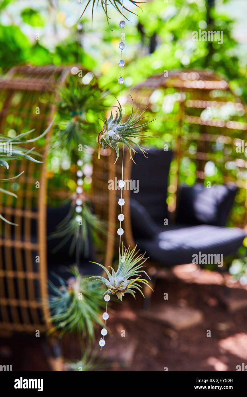 Succulent plants hanging with two chairs in background Stock Photo - Alamy