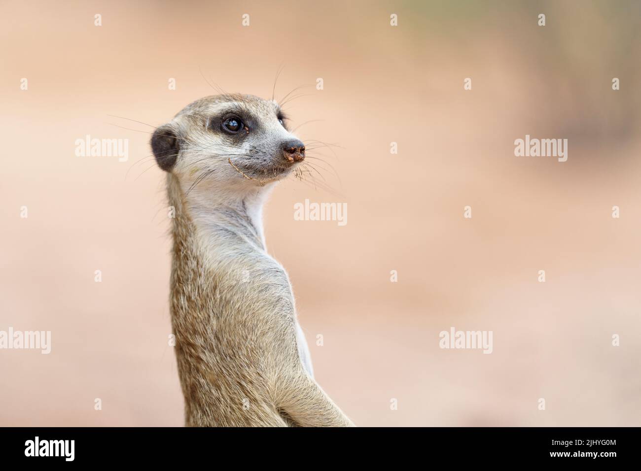Meerkat baby (Suricata suricatta)portrait side view. Kalahari ...
