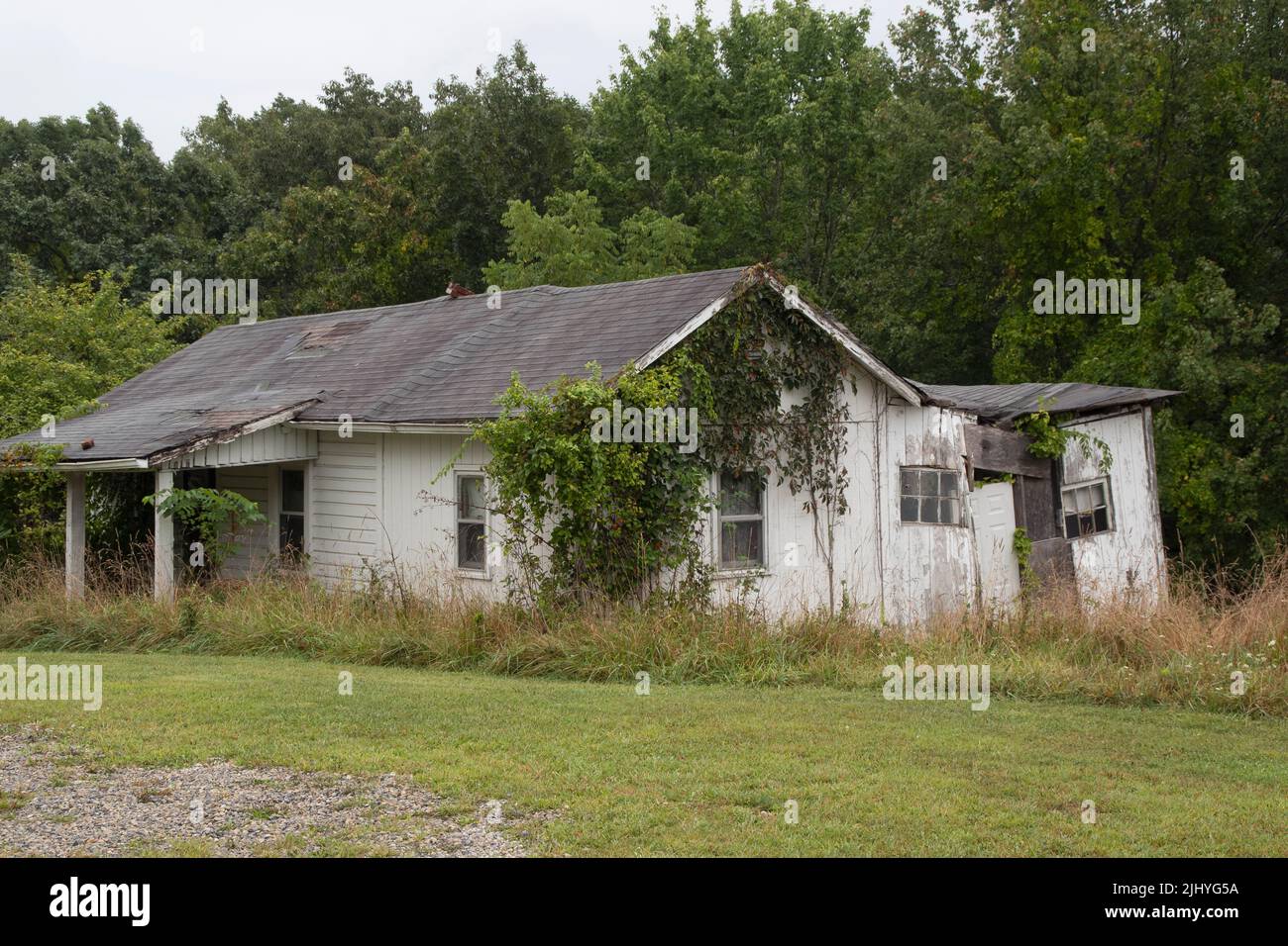An old ruined and abandoned wooden house with overgrown shrubs and ...