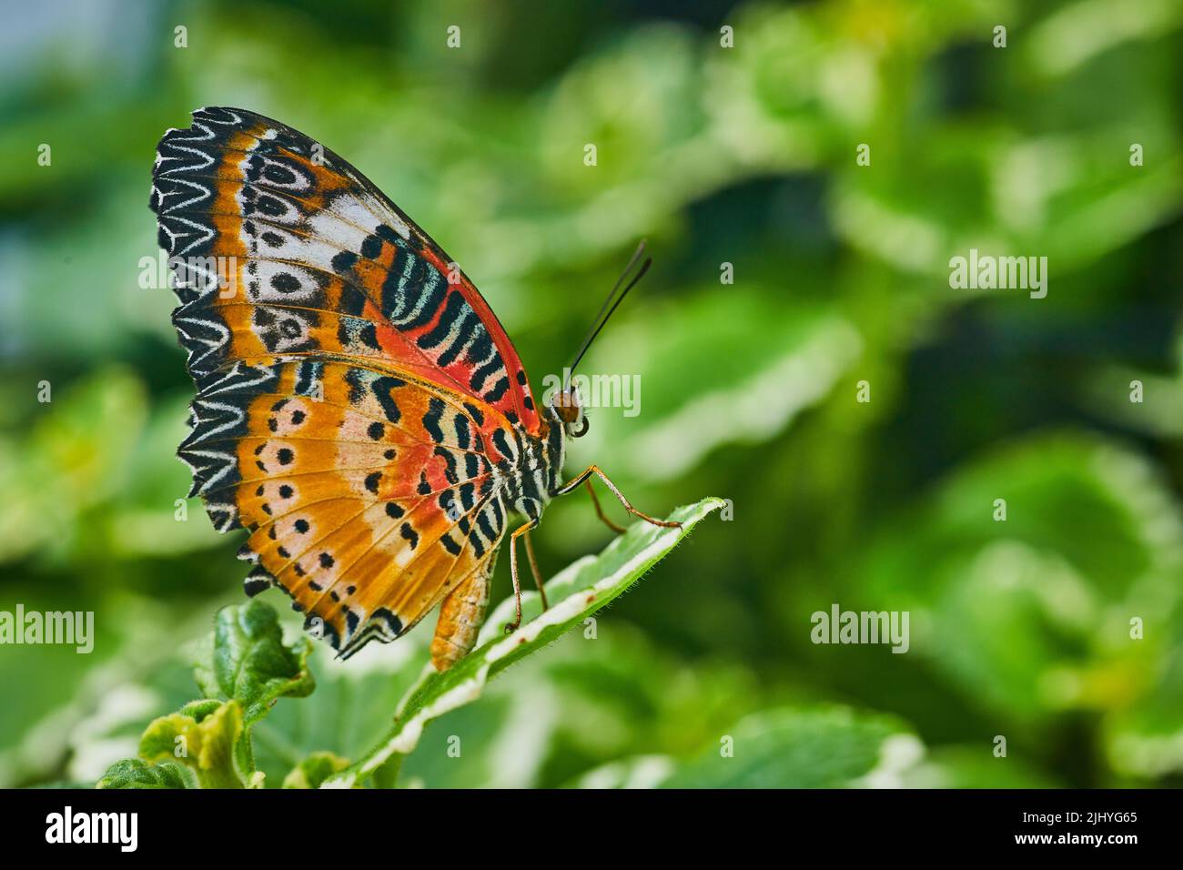 Up close to Red Lacewing butterfly with closed wings Stock Photo - Alamy