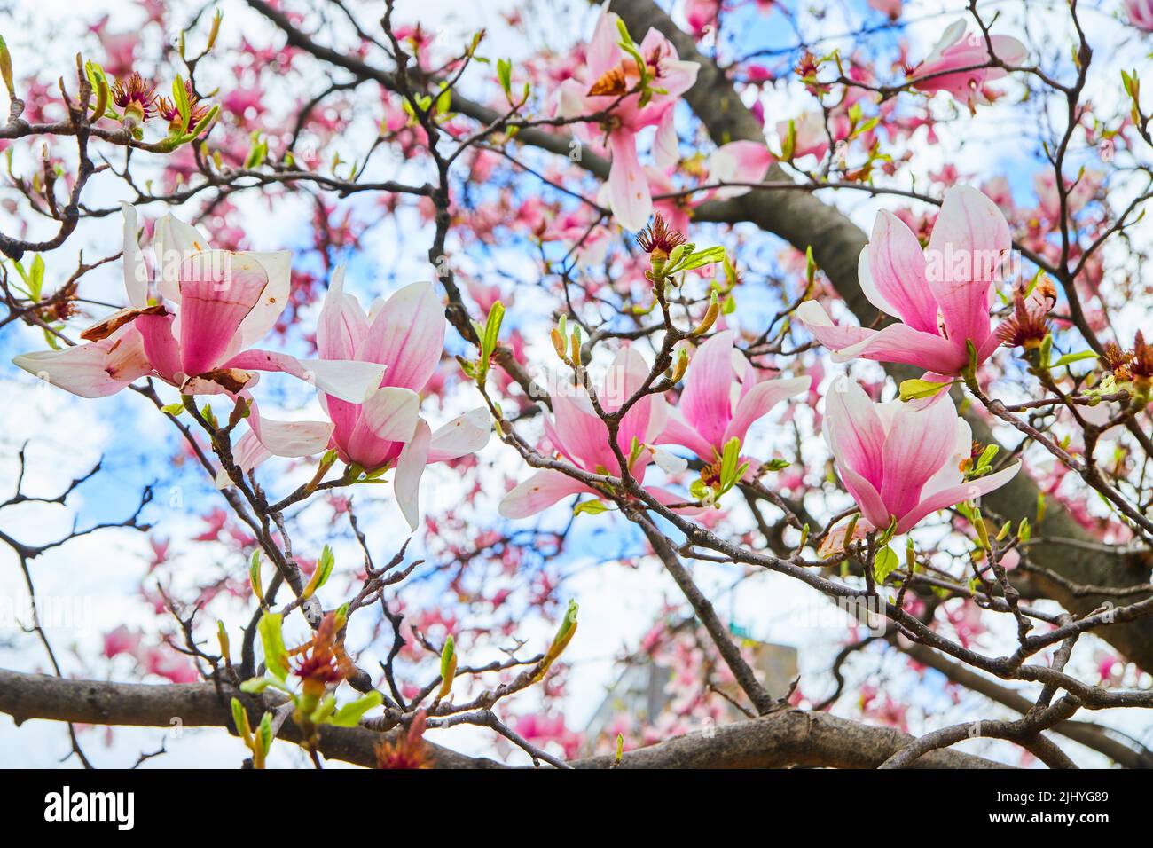 Pink petal covering hi-res stock photography and images - Alamy