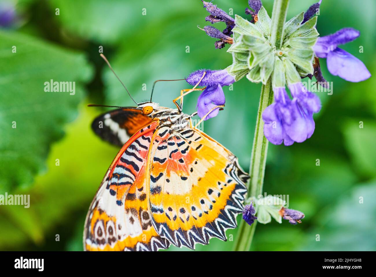 Butterfly feeding detail wing hi-res stock photography and images - Alamy