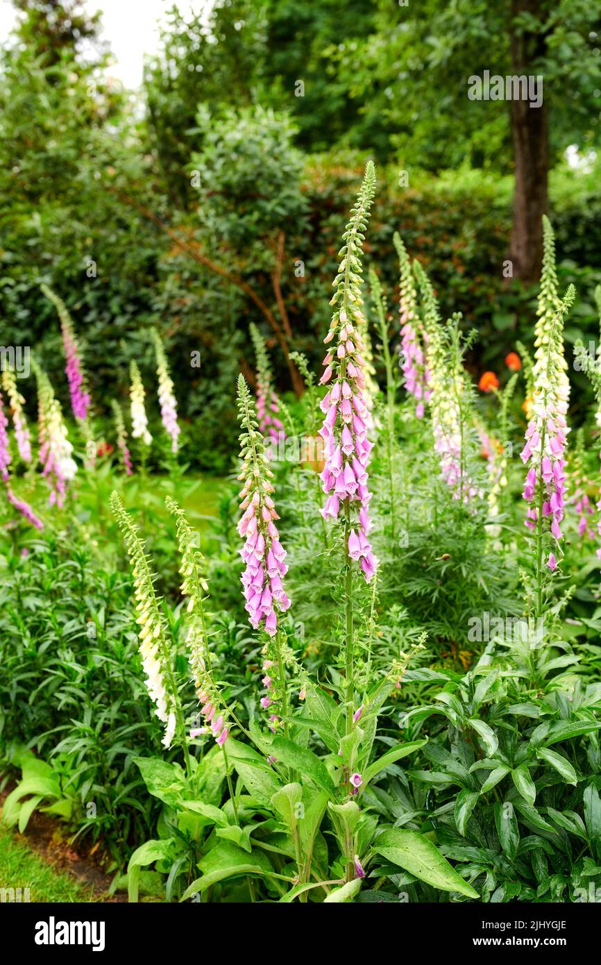 The colorful, common foxglove flower plants in full bloom in a ...