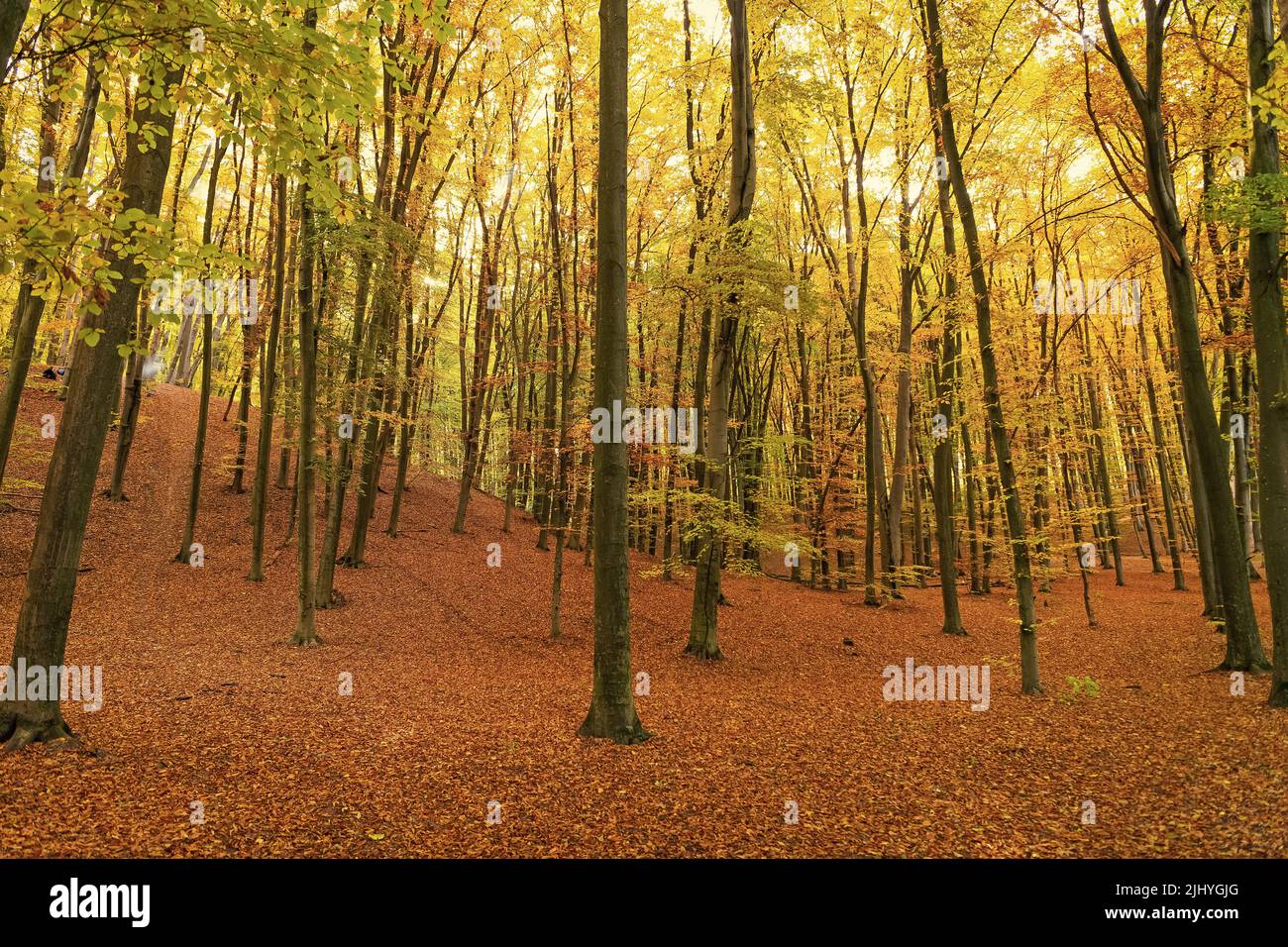 natural beauty. fall season weather. yellow autumn leaf on natural ...