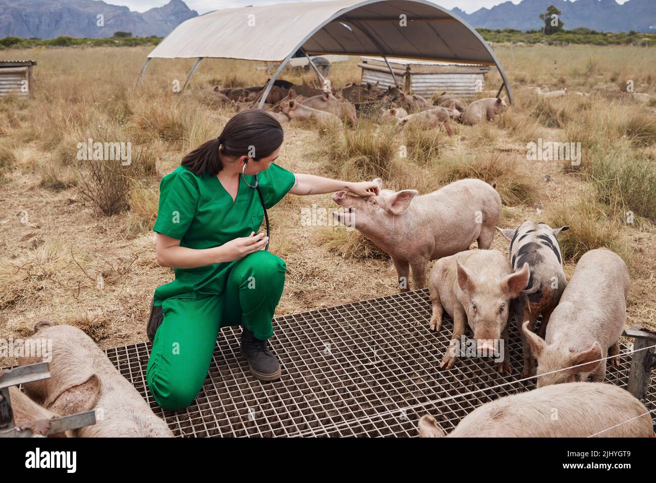 Working with wild animals hi-res stock photography and images - Alamy