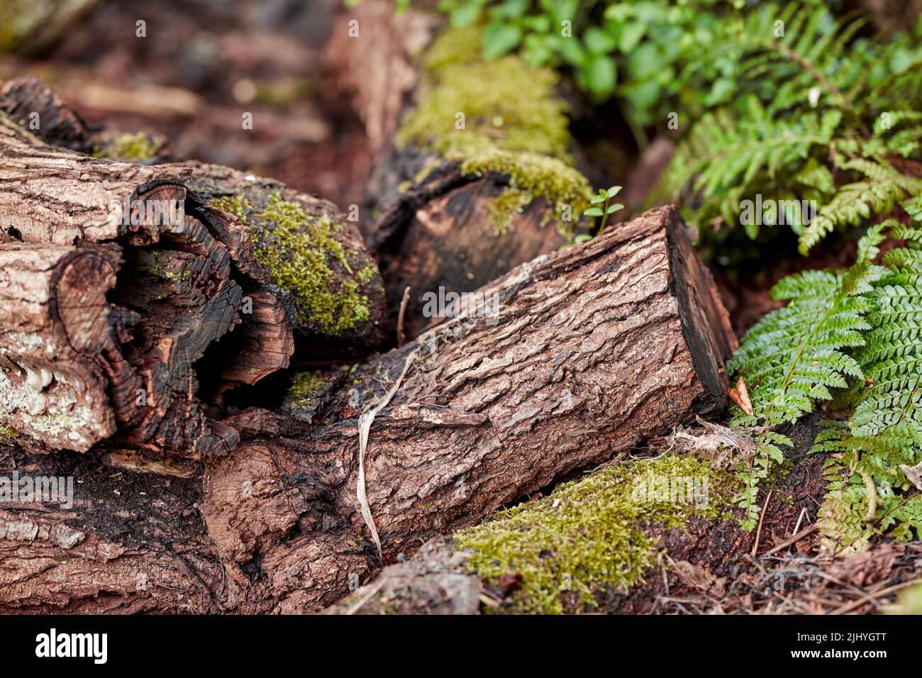 My garden. An old, mossy tree stump in the forest showing a biological ...