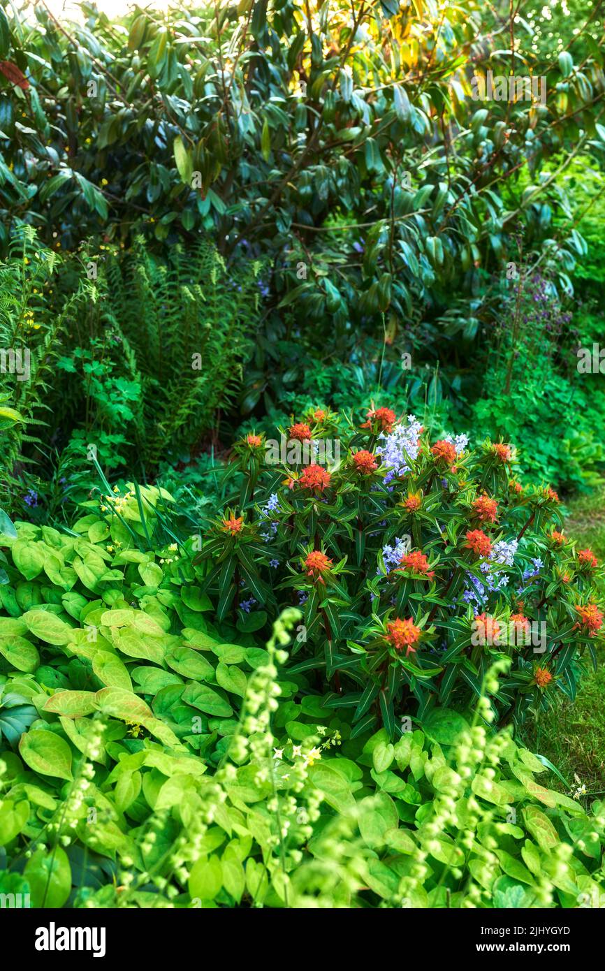 Perkinensis hi-res stock photography and images - Alamy