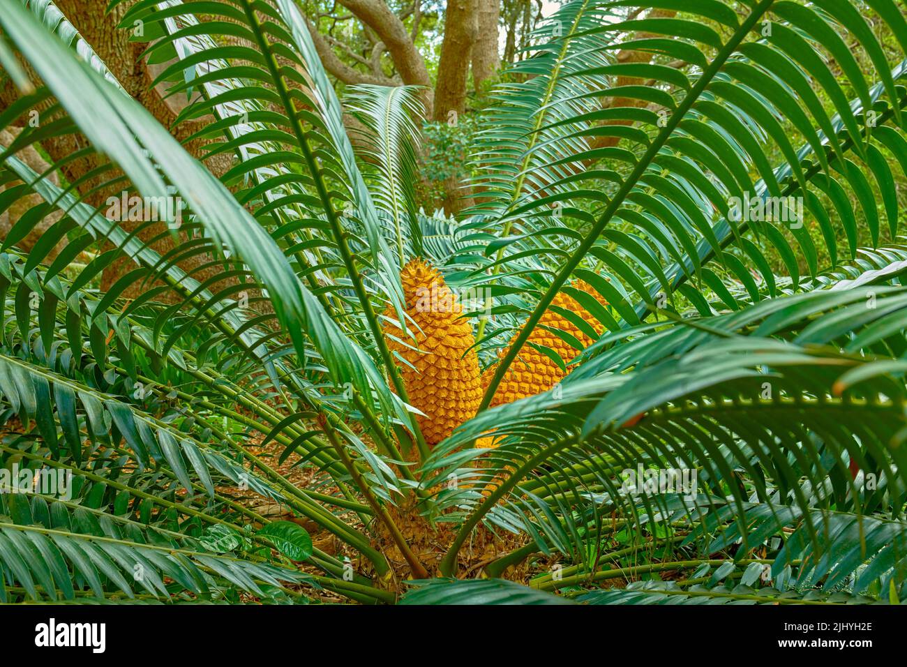 Cycad trees hi-res stock photography and images - Alamy
