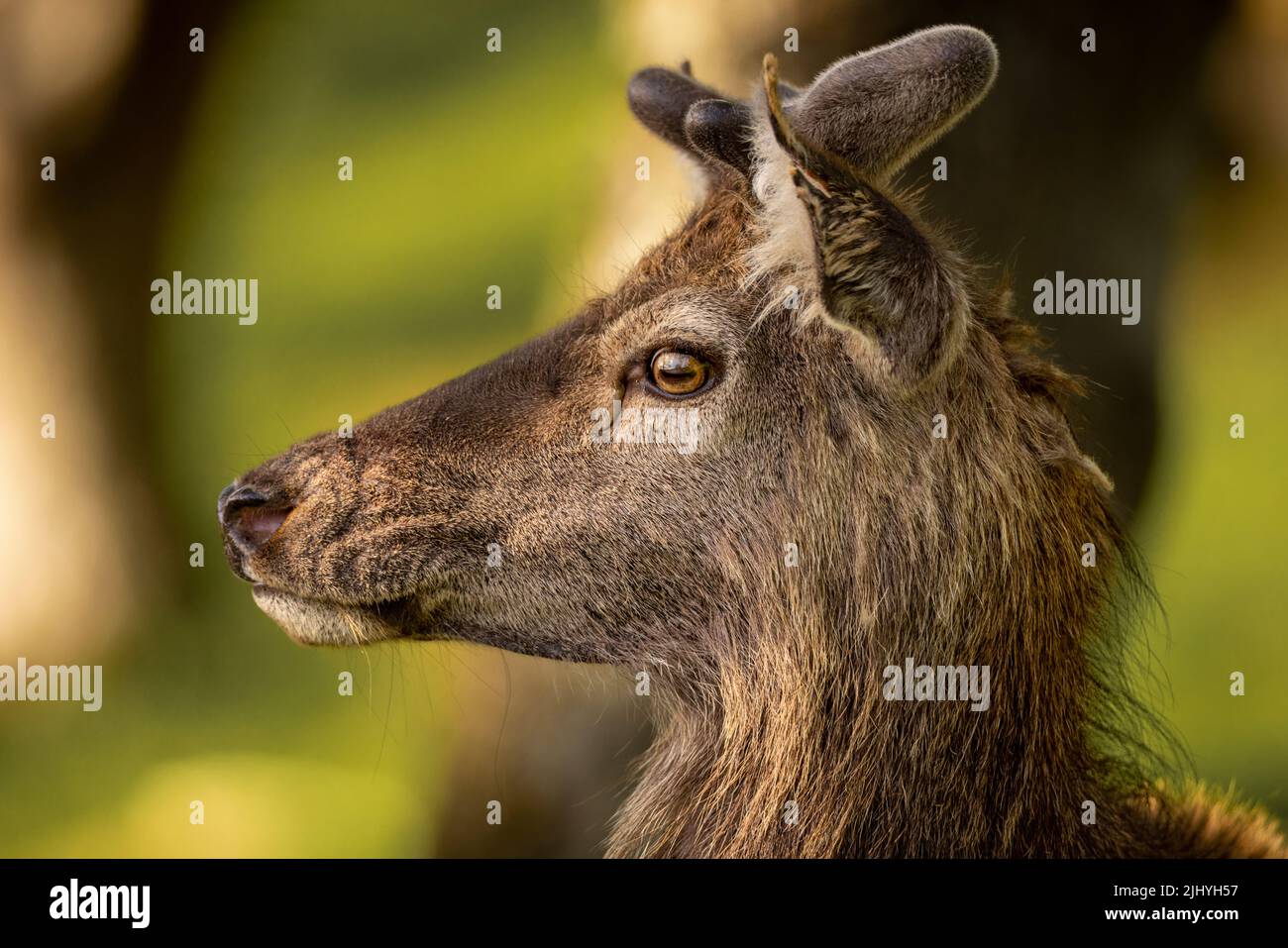 Red Deer stag with new growth antlers just showing in Applecross ...