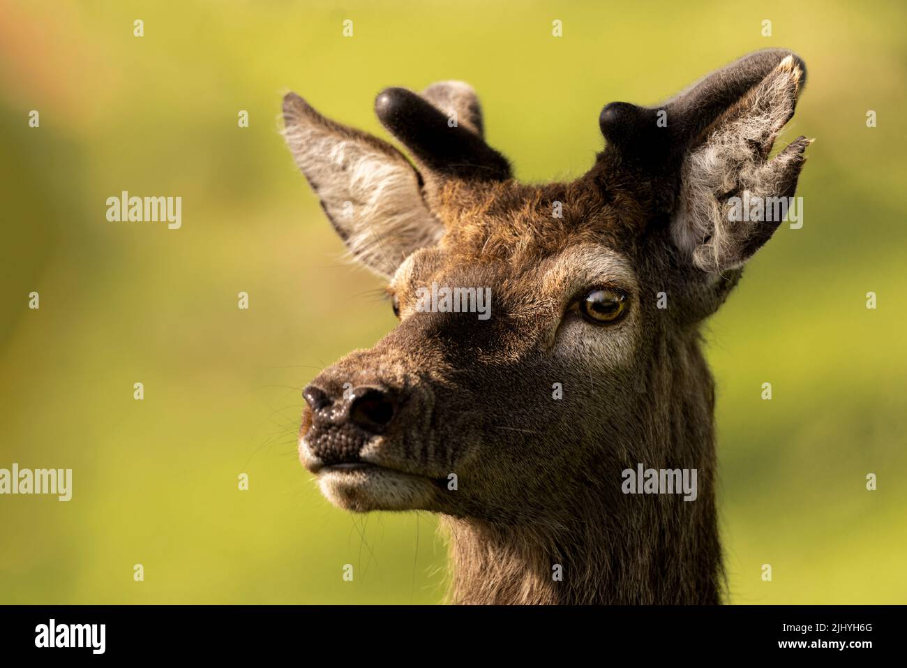 Red Deer stag with new growth antlers just showing in Applecross ...