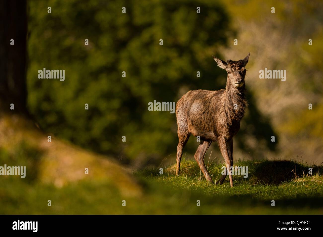 Red Deer stag with new growth antlers just showing in Applecross ...