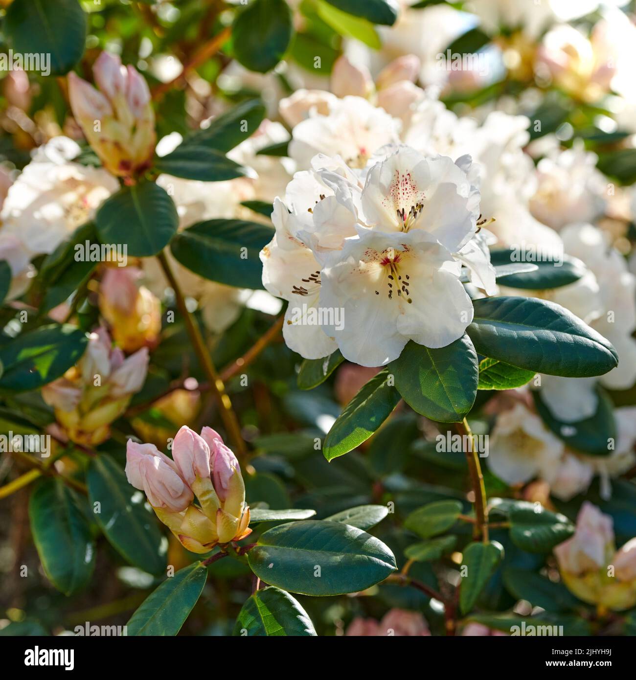 Laurel tree garden hi-res stock photography and images - Alamy