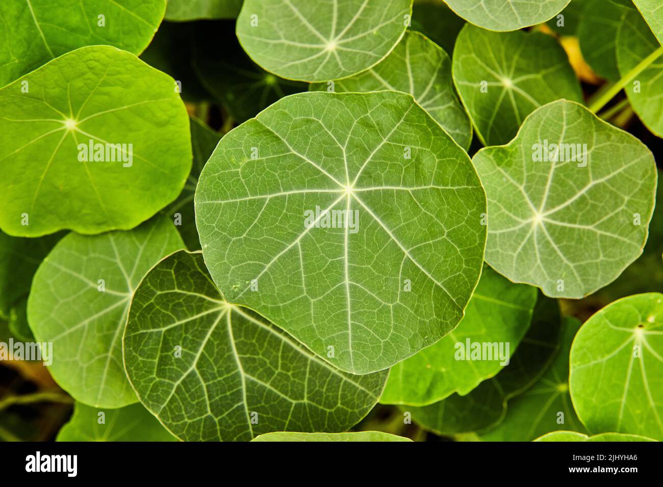 Indiana wild flowers hi-res stock photography and images - Alamy