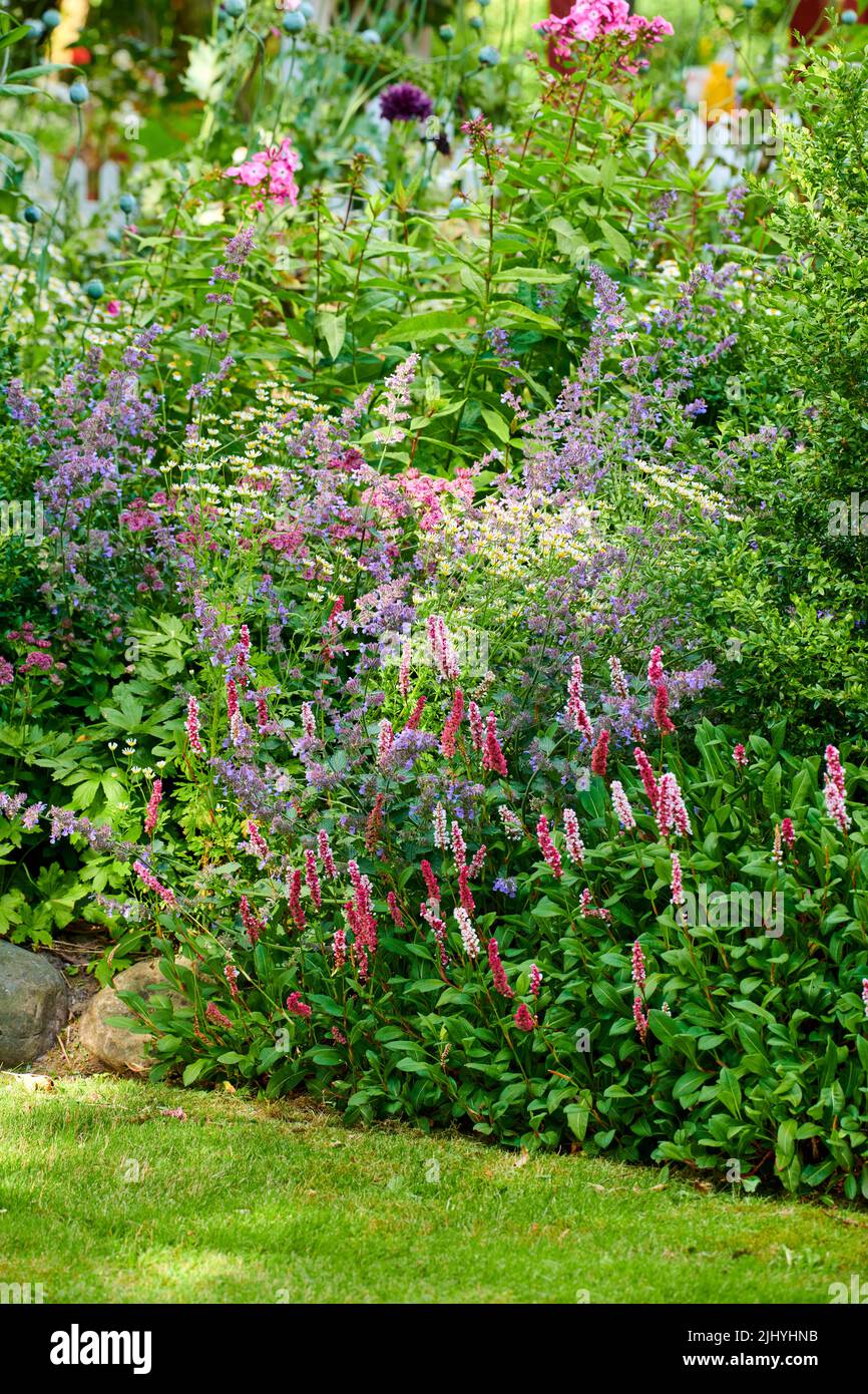 Colorful garden with different plants and flowers in the sun. Bright ...