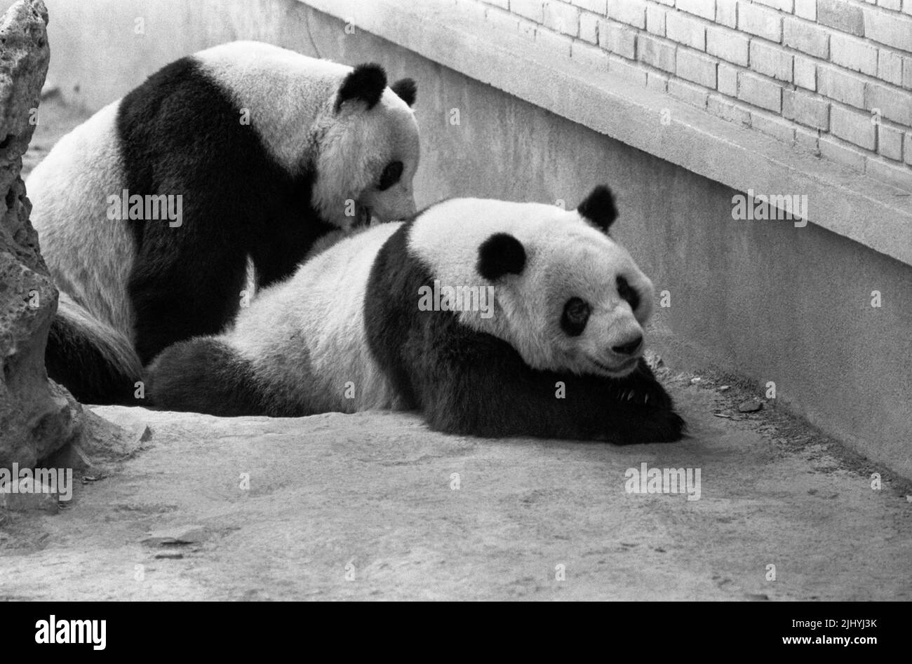CHINA BEIJING Giant Pandas in zoo Ailuropoda melanoleuca Stock Photo ...