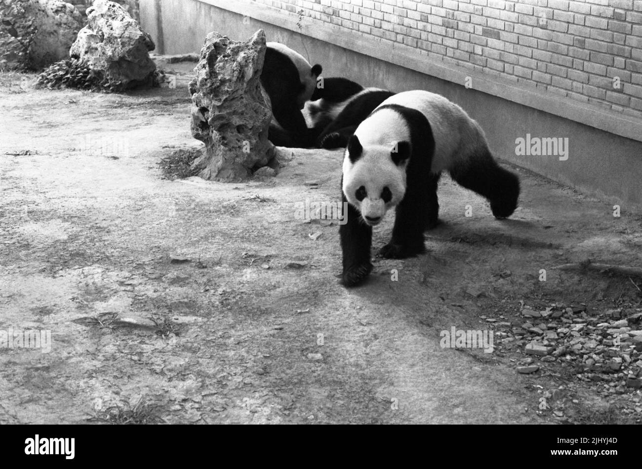 CHINA BEIJING Giant Pandas in zoo Ailuropoda melanoleuca Stock Photo ...