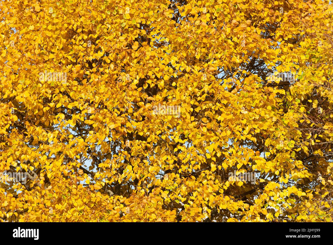 autumn natural background of tree with fall yellow leaves Stock Photo ...