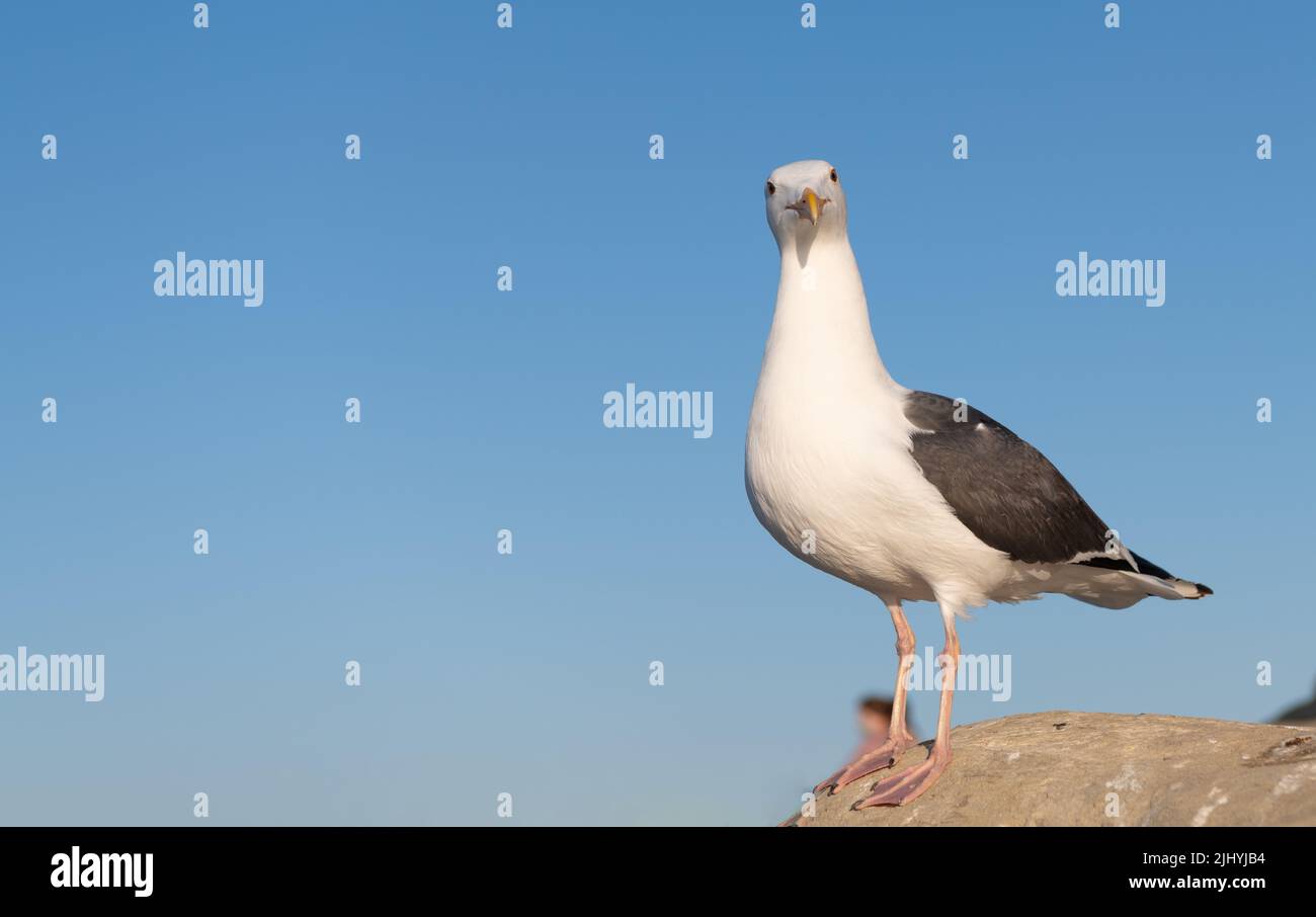 Larus marinus gull bird standing on rock sky background, copy space ...