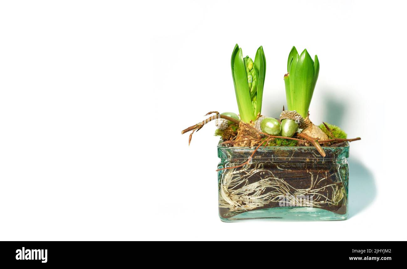 White crocus buds on hi-res stock photography and images - Alamy