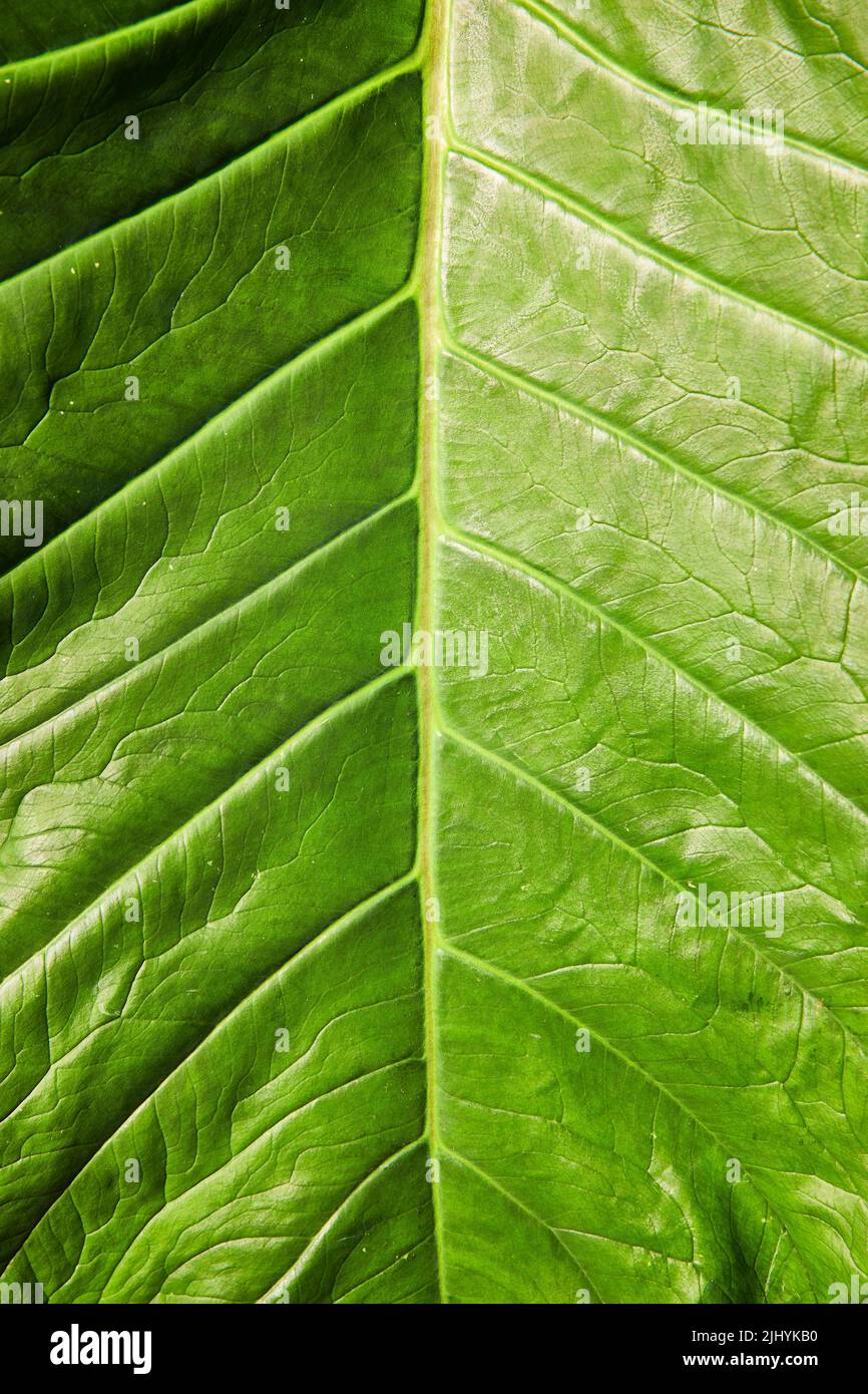 Full detail of large elephant ear plant leaf Stock Photo - Alamy