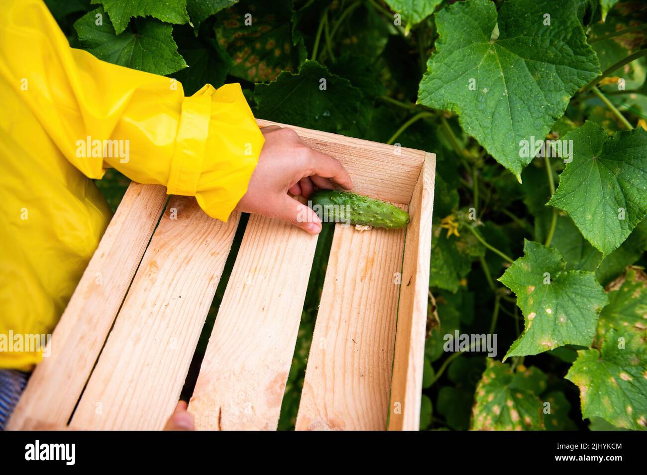 Details: Gardener's hand putting harvested cucumber cultivated in an ...