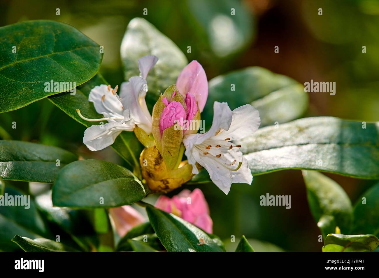 Closeup of Great Laurel growing in a green garden with a blurry ...