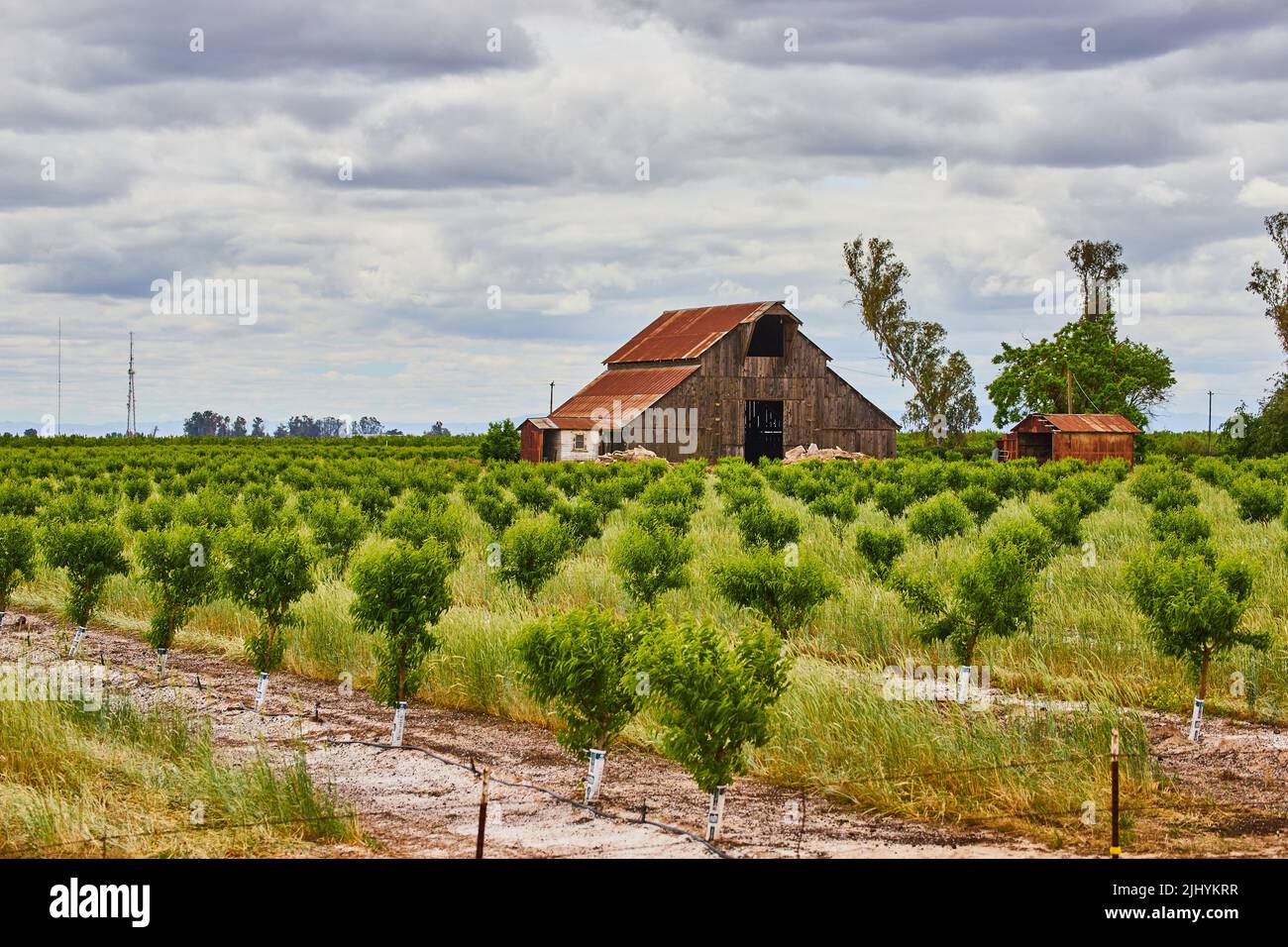 Vibrant green fruit trees growing on farm by old red farmhouse Stock ...