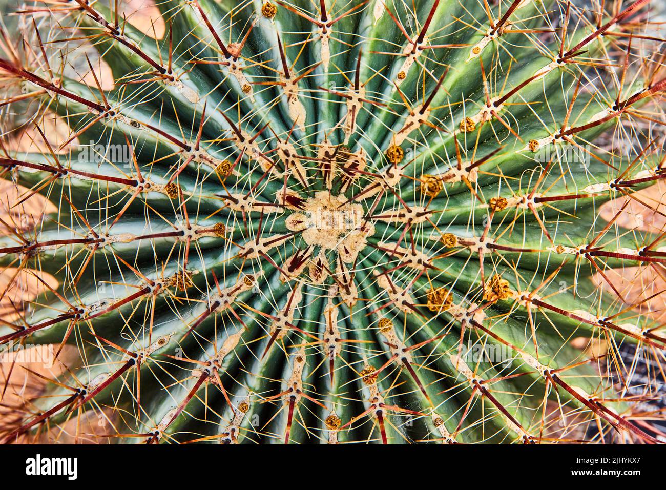 Detail looking down at large cactus plant covered in sharp spikes Stock ...