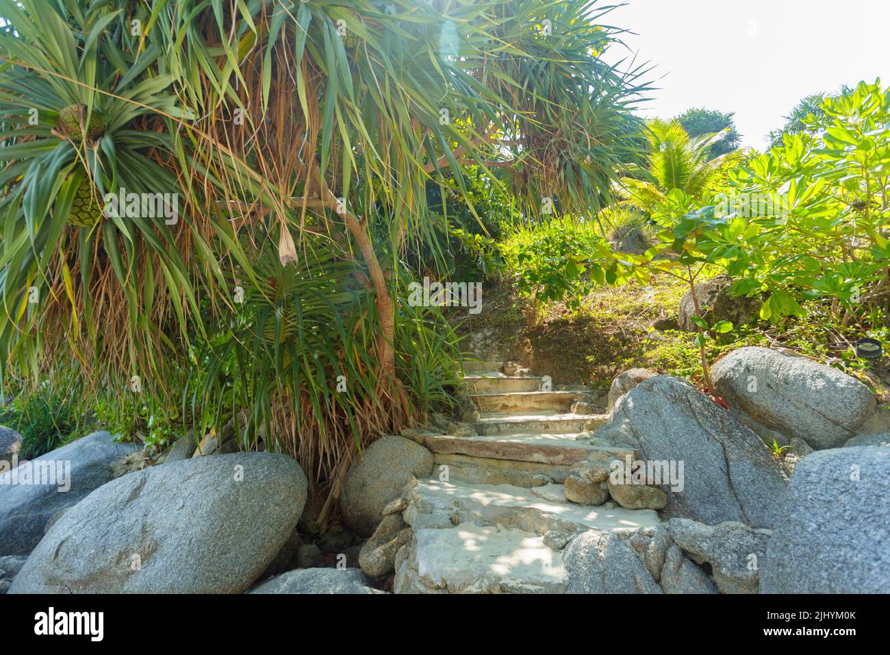 Leaves of the tropical plants Stock Photo - Alamy