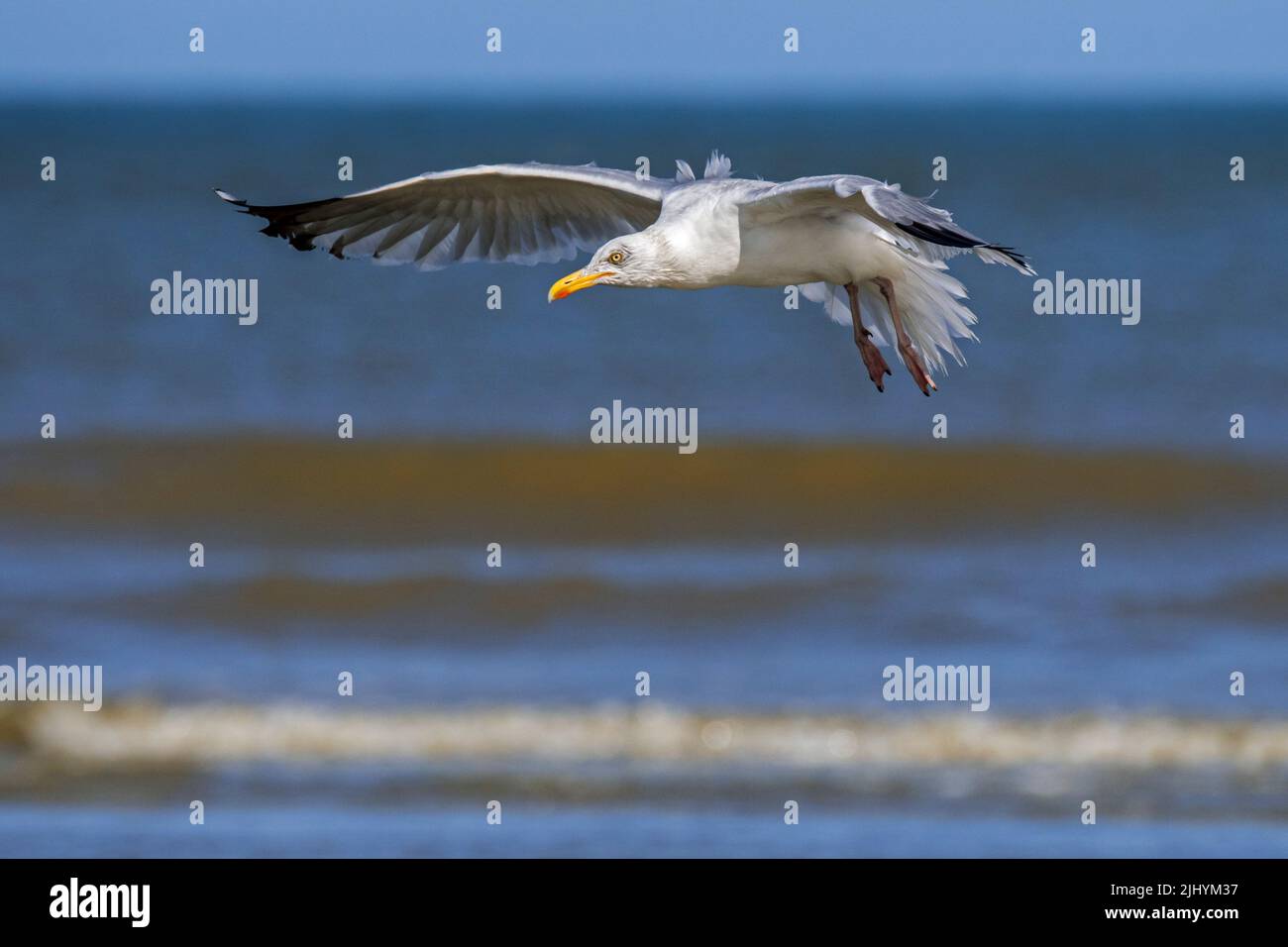 European herring gull (Larus argentatus) in flight, spreading wings to ...