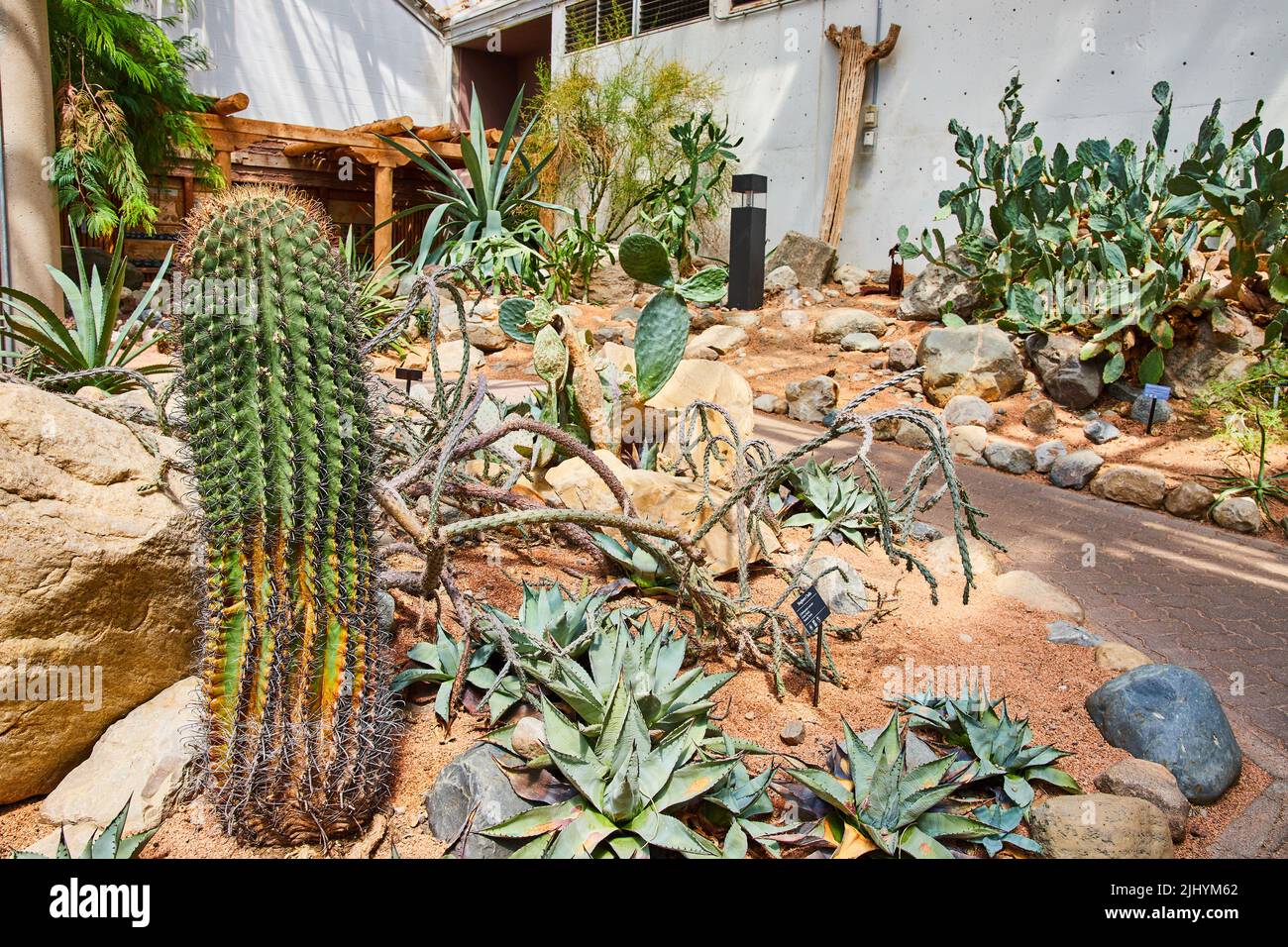 Greenhouse filled with cactus plants along walking paths Stock Photo ...