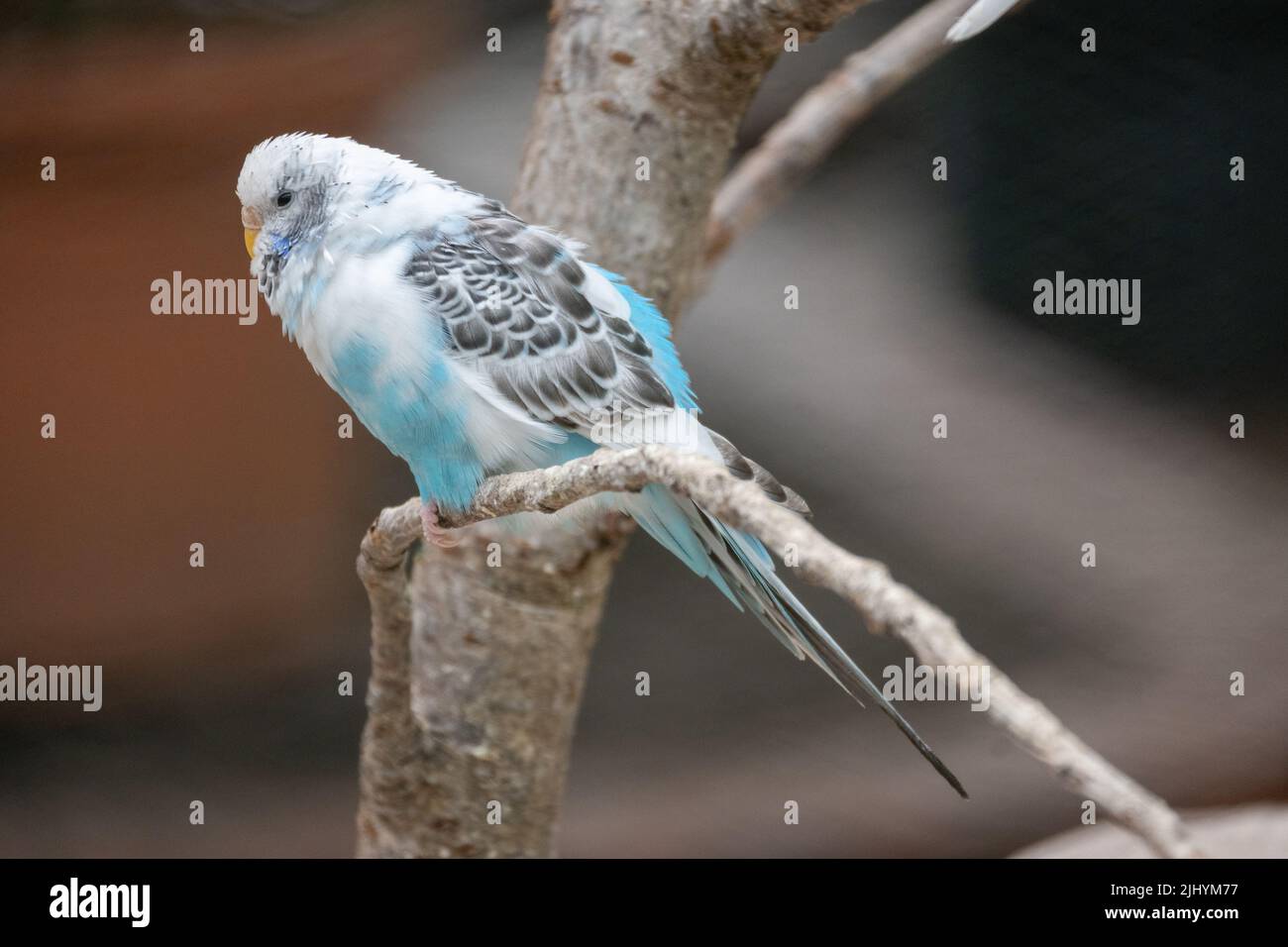 A parrot with blue belly and white head sitting on a thin branch of a ...