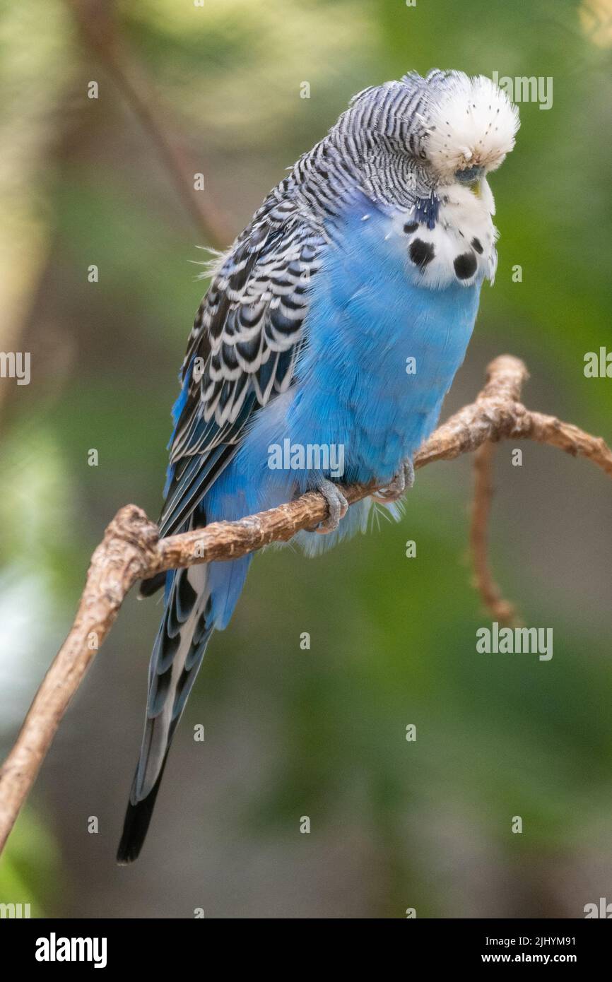 A vertical shot of a parrot with blue belly and white head with blurred ...