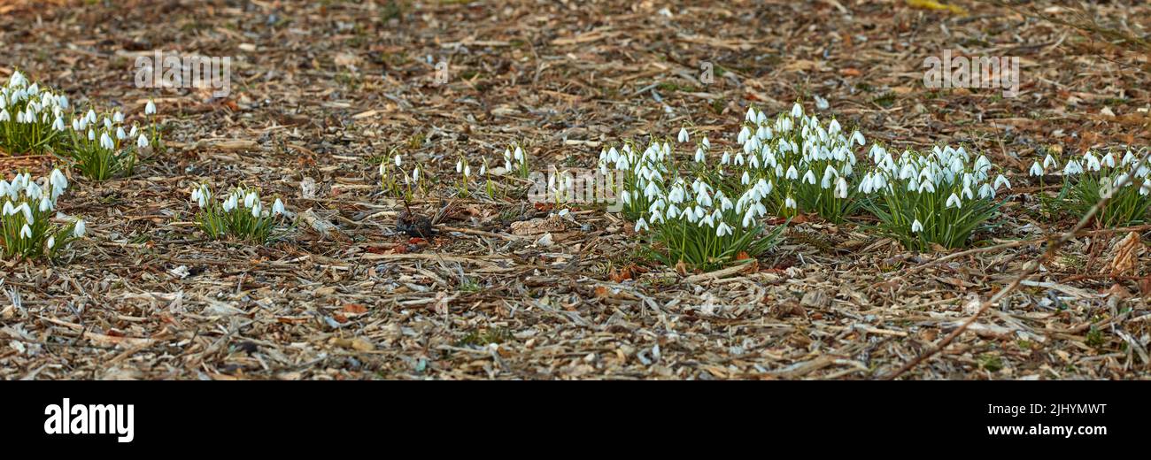 Snowdrop plant soil hi-res stock photography and images - Alamy