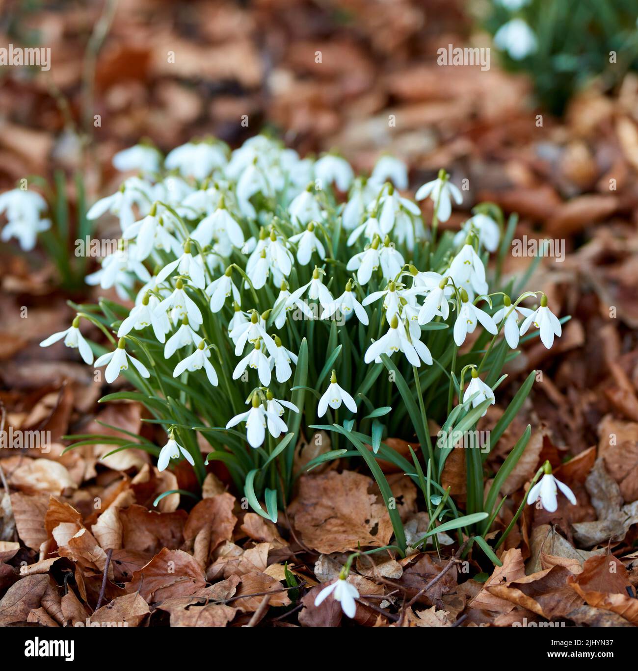 Closeup of white snowdrop or galanthus flowers blooming in nature ...