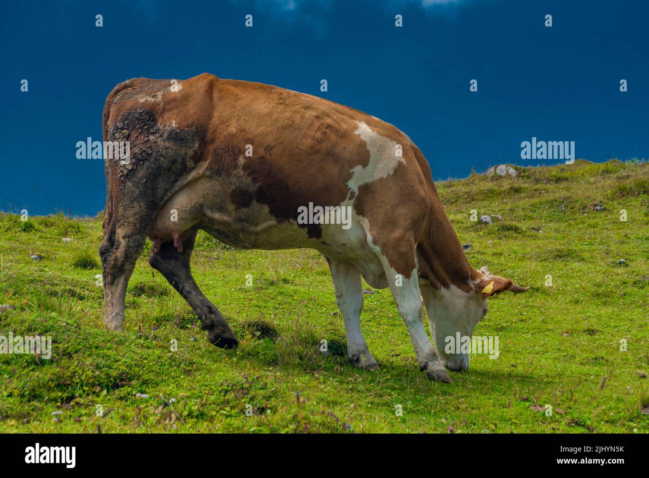 Dirty color cow with blue sky background in Velika Planina mountains in ...